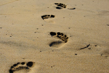 Formulario E 136 Para la Solicitud de Jubilación Ordinaria 【2026